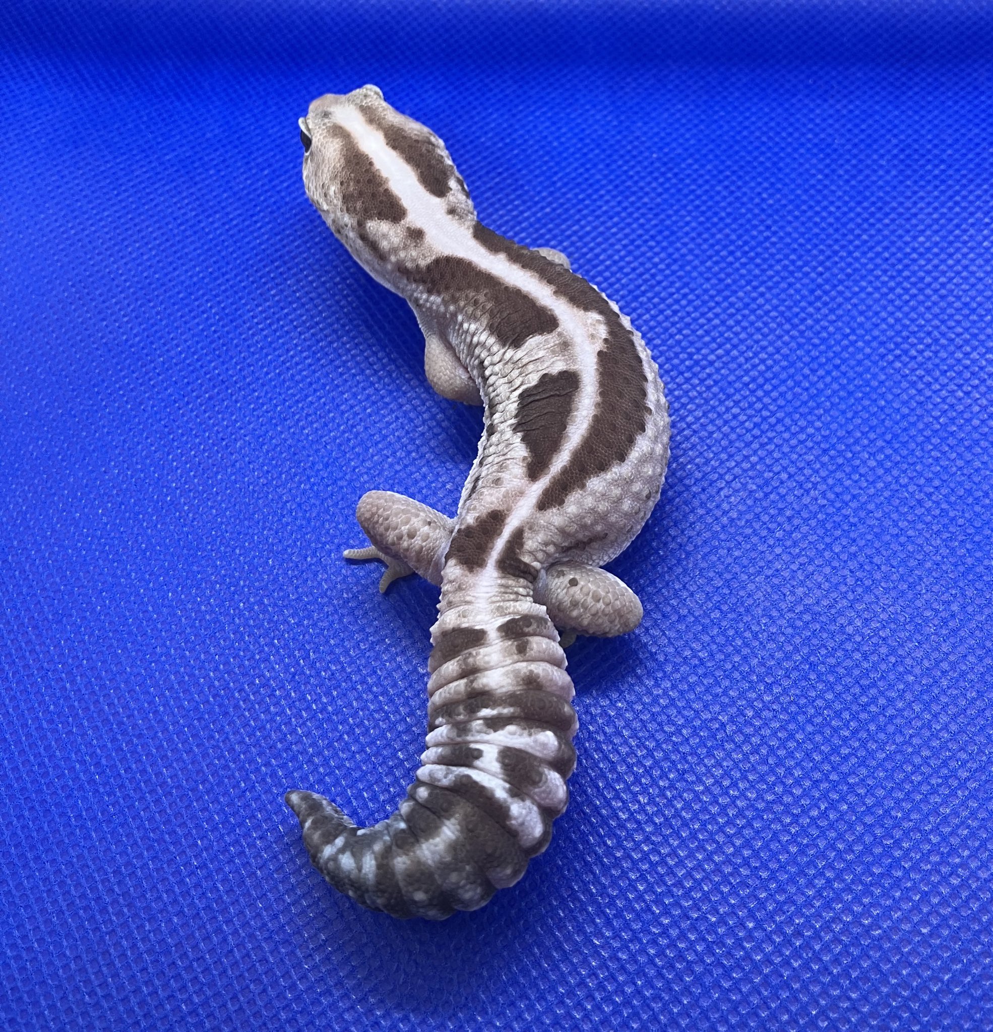 ニシアフリカトカゲモドキ オレオズールーhet66%ゴースト | ペットレーダー